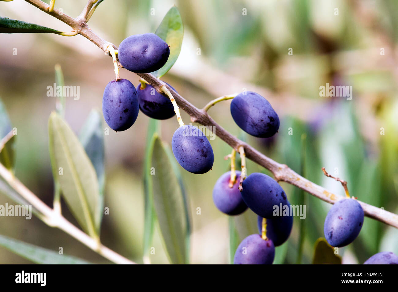 Foliage and fruits of olive tree Stock Photo - Alamy