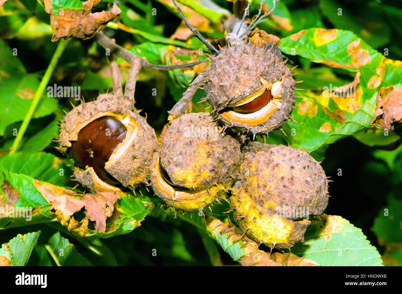 Conker spiky shell hi-res stock photography and images - Alamy
