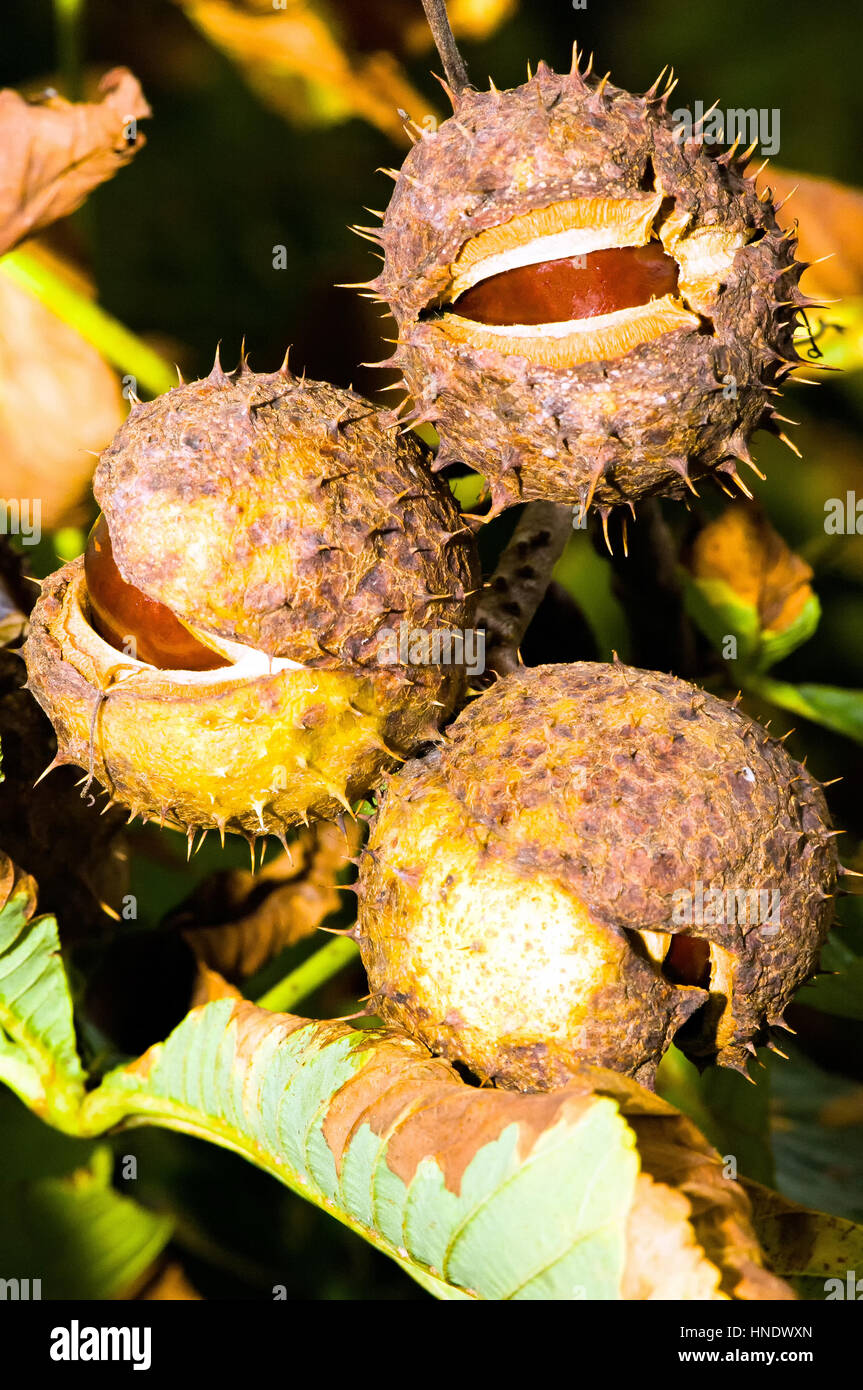 Conker spiky shell hi-res stock photography and images - Alamy