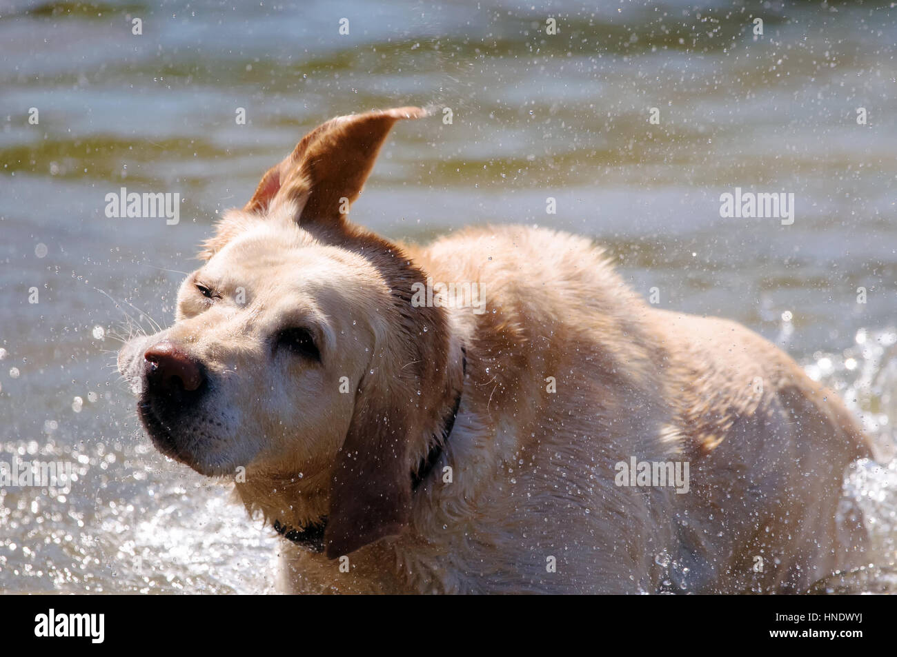 Golden retriever in water Stock Photo - Alamy