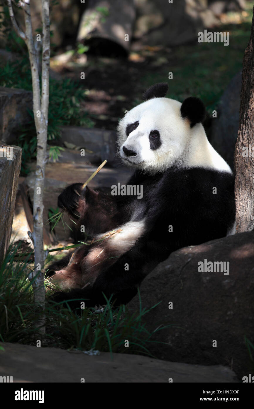Adult panda feeding hi-res stock photography and images - Alamy