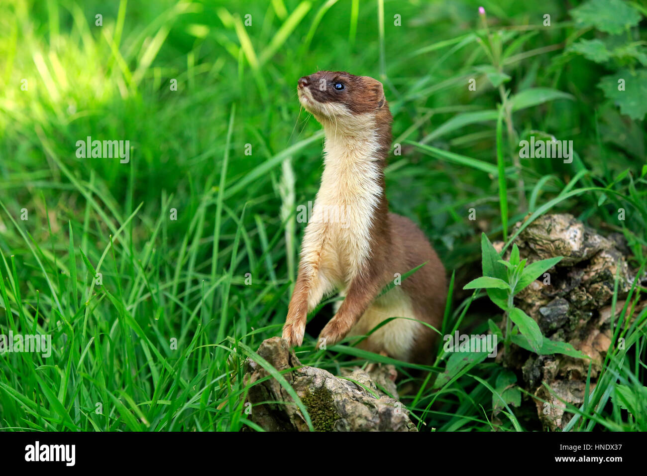 Short tailed weasels hi-res stock photography and images - Alamy