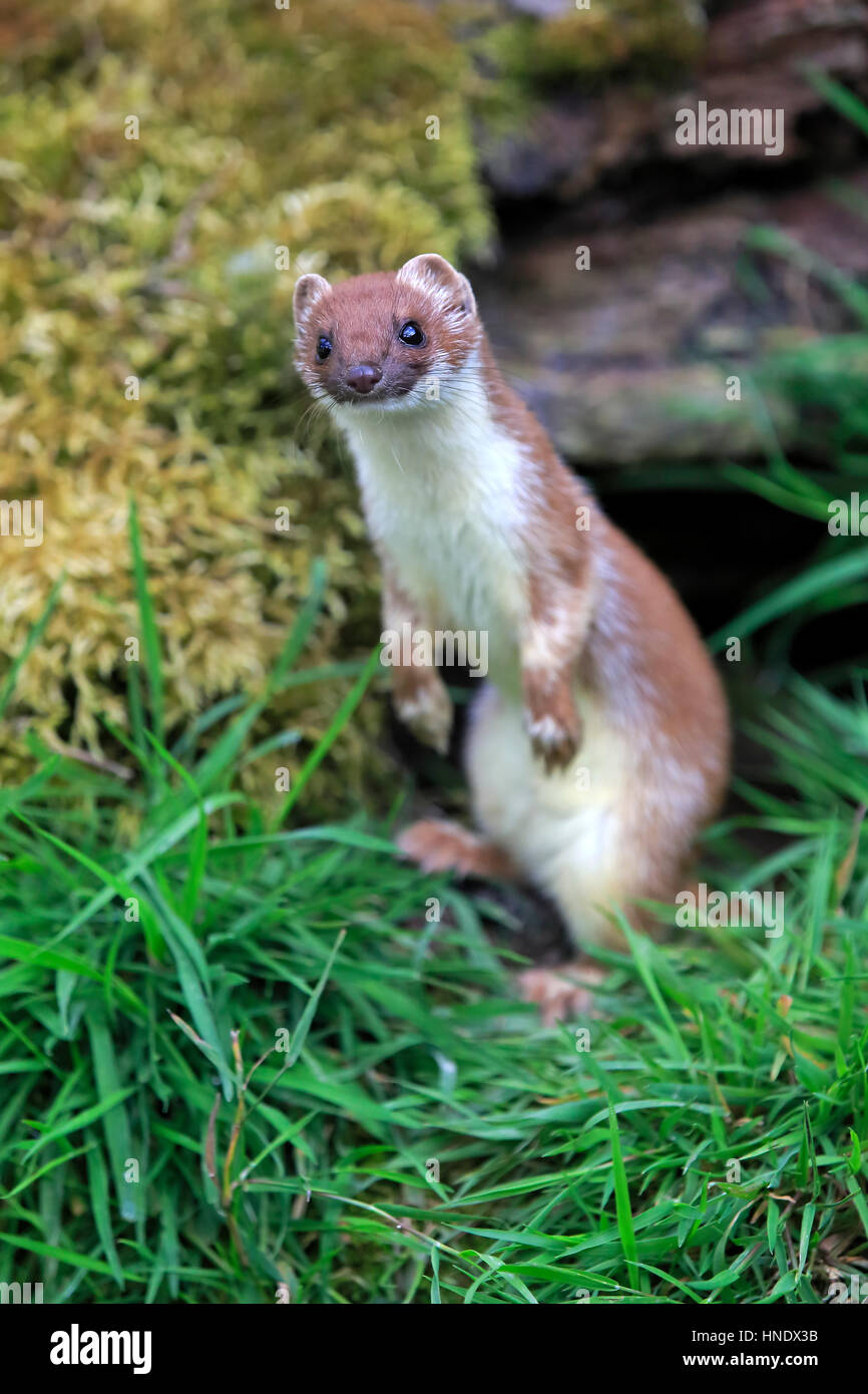 Weasels england hi-res stock photography and images - Alamy