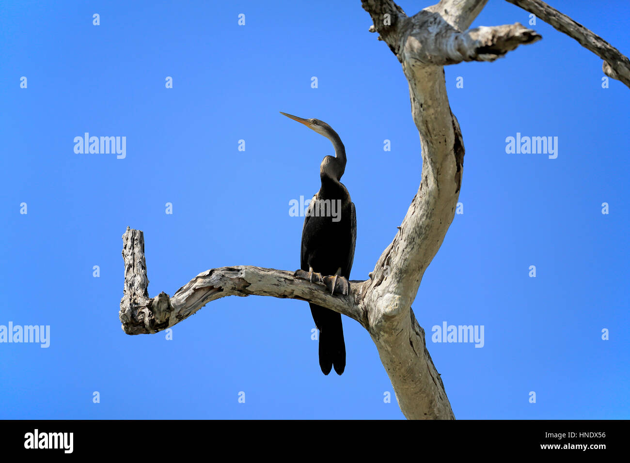 Oriental Darter, (Anhinga melanogaster), Eastern Darter, Indian Darter ...