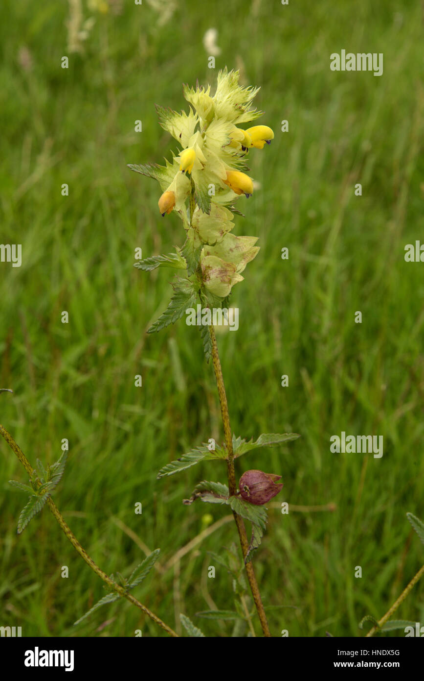 Greater Yellow-rattle, Rhinanthus angustifolius Stock Photo - Alamy