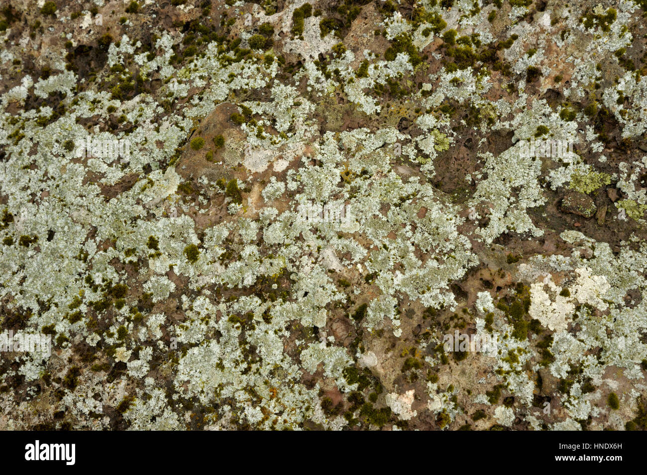 Fan moss hi-res stock photography and images - Alamy