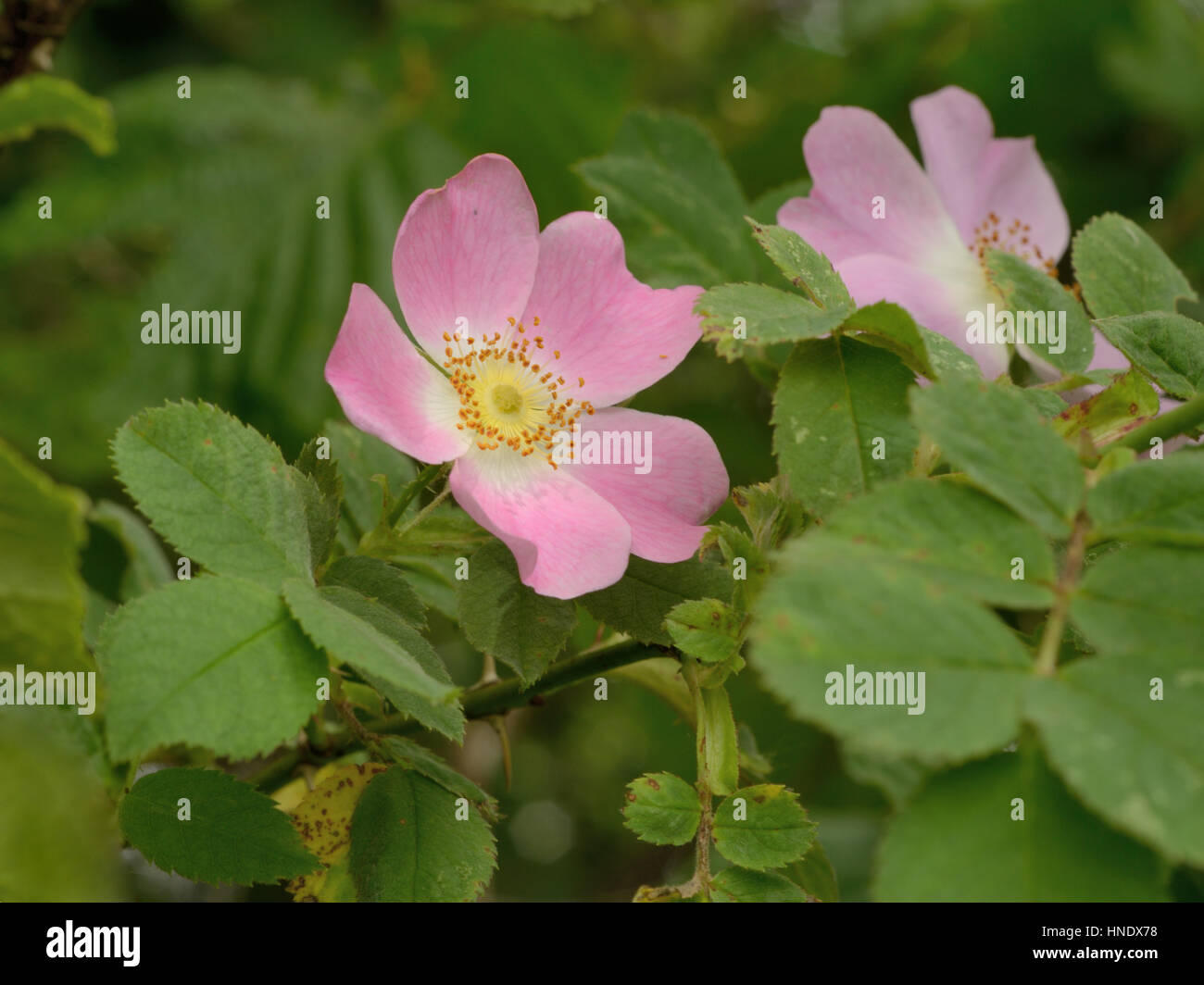 Sherard downy rose hi-res stock photography and images - Alamy