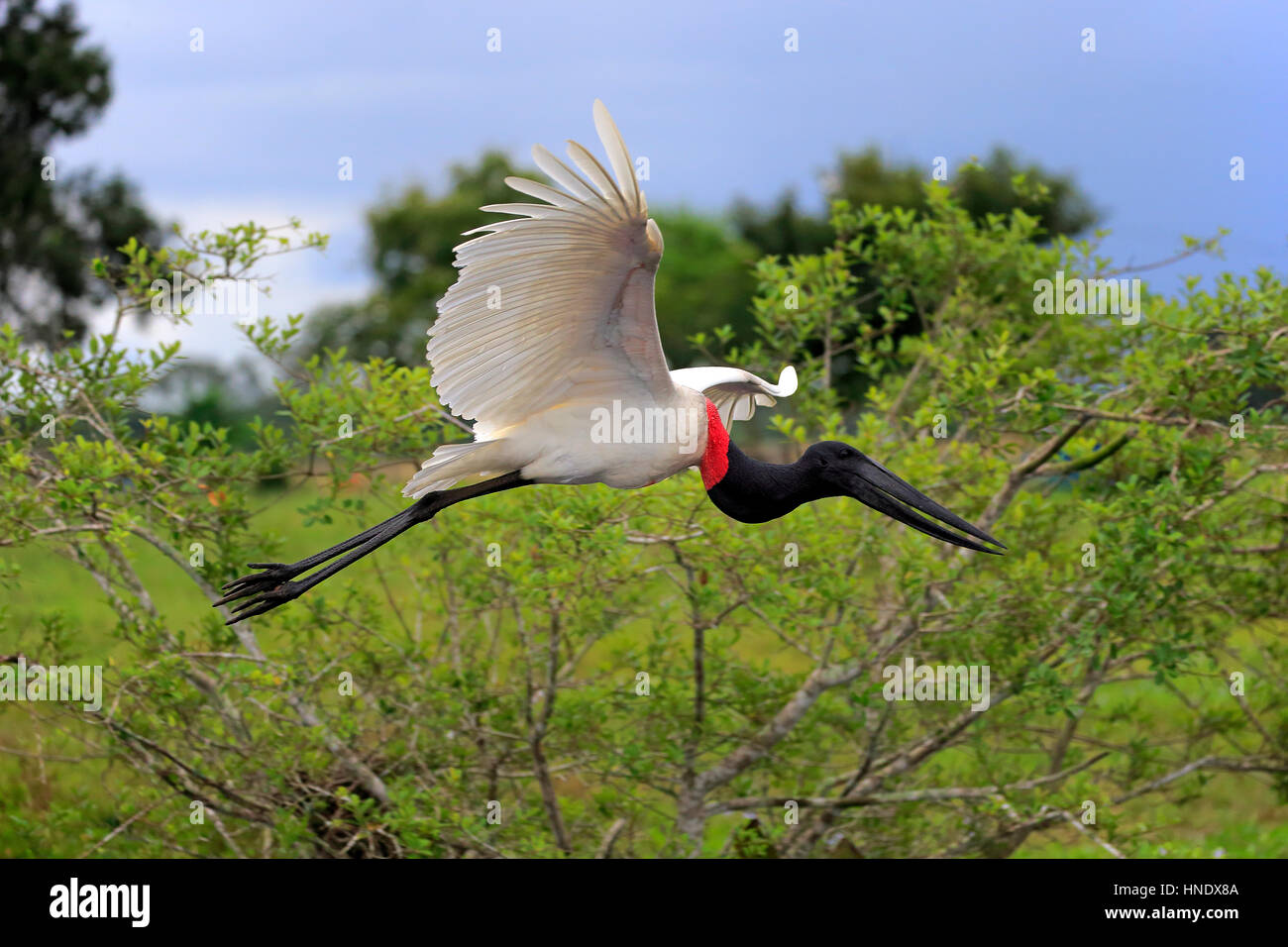 Jabiru, (Jabiru mycteria), adult flying, Pantanal, Mato Grosso, Brazil ...