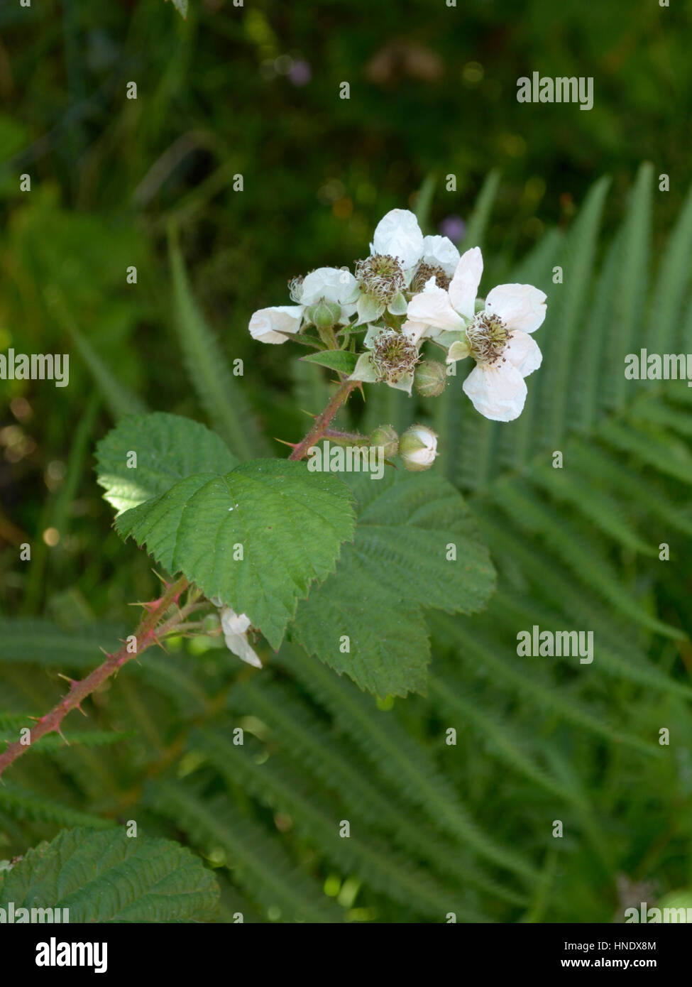 Tuberculatus hi-res stock photography and images - Alamy