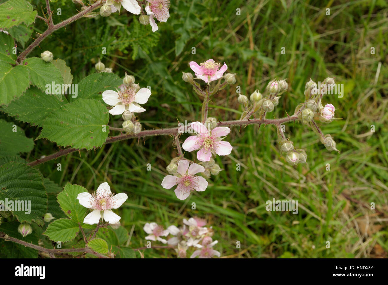 Rubus vestitus hi-res stock photography and images - Alamy