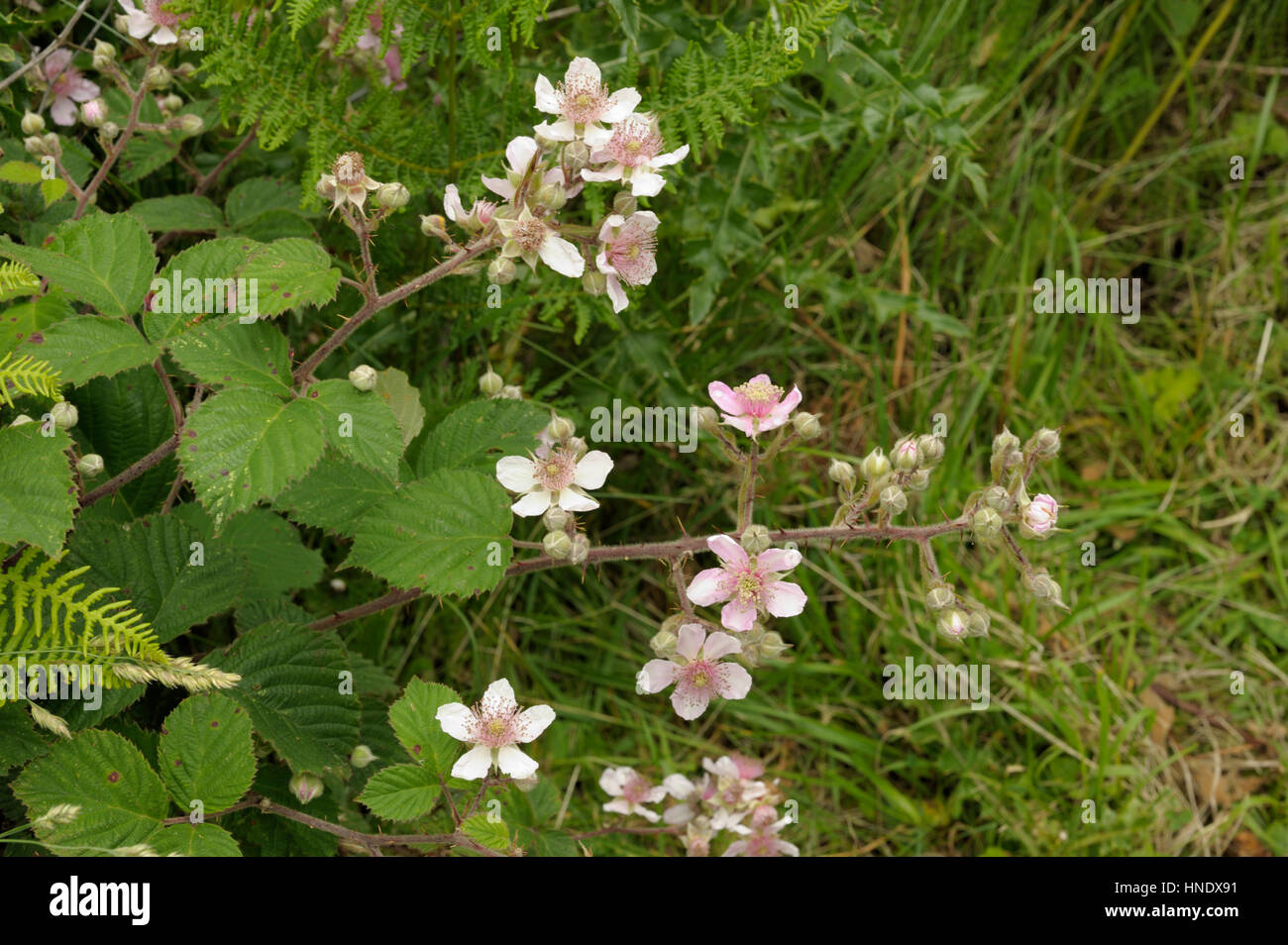 Vestitus hi-res stock photography and images - Alamy