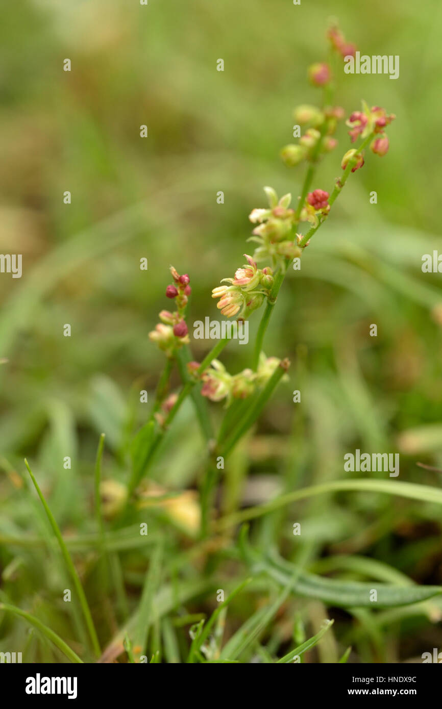 Sheep weed hi-res stock photography and images - Alamy