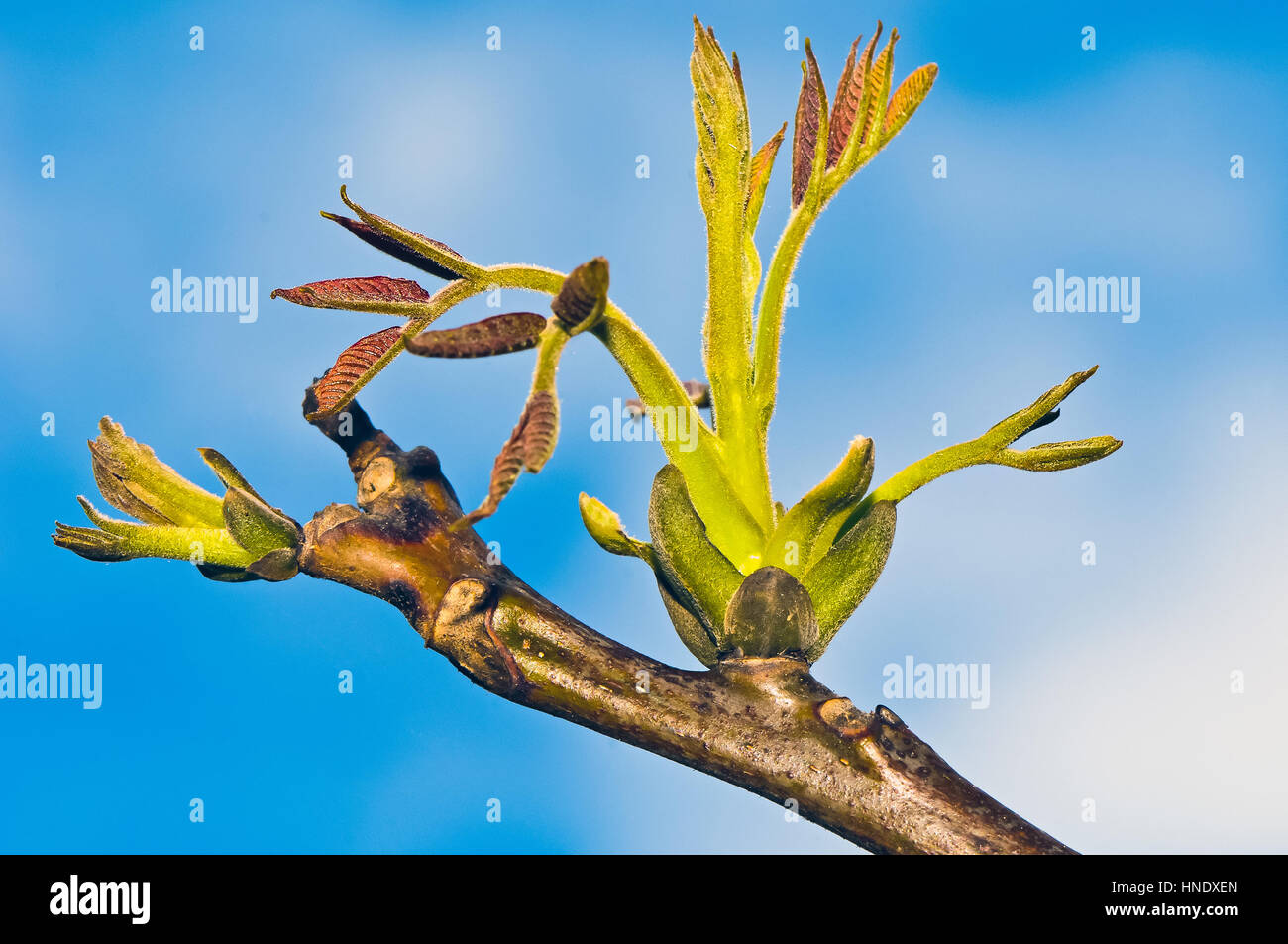 Walnut sprout hi-res stock photography and images - Alamy