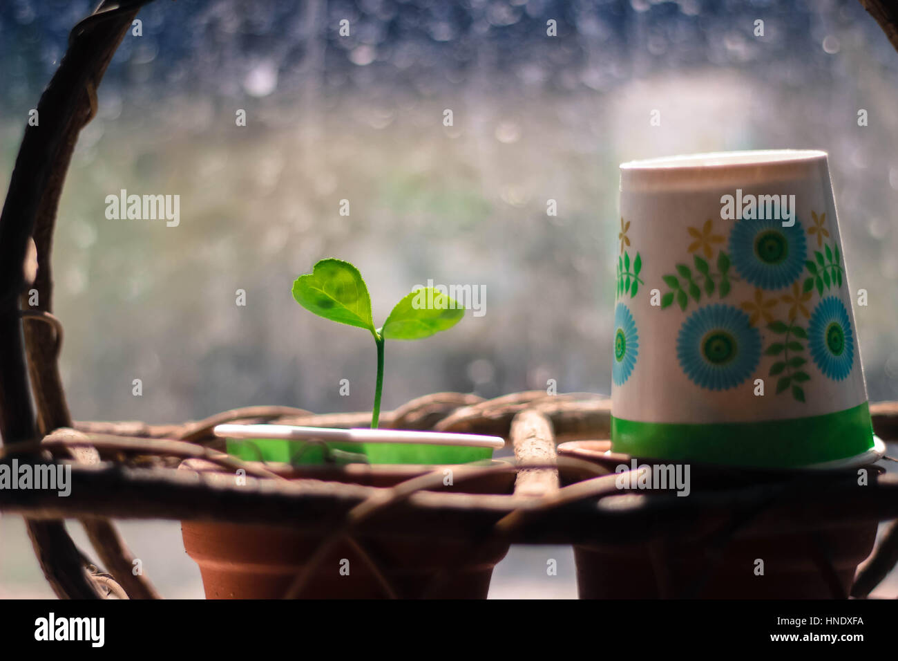 A small plant Stock Photo - Alamy