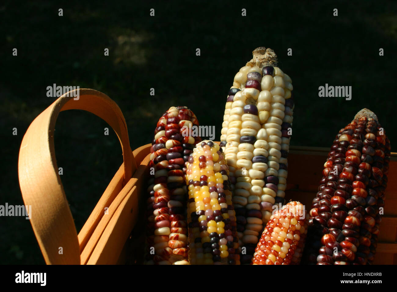 Heirloom corn hi-res stock photography and images - Alamy