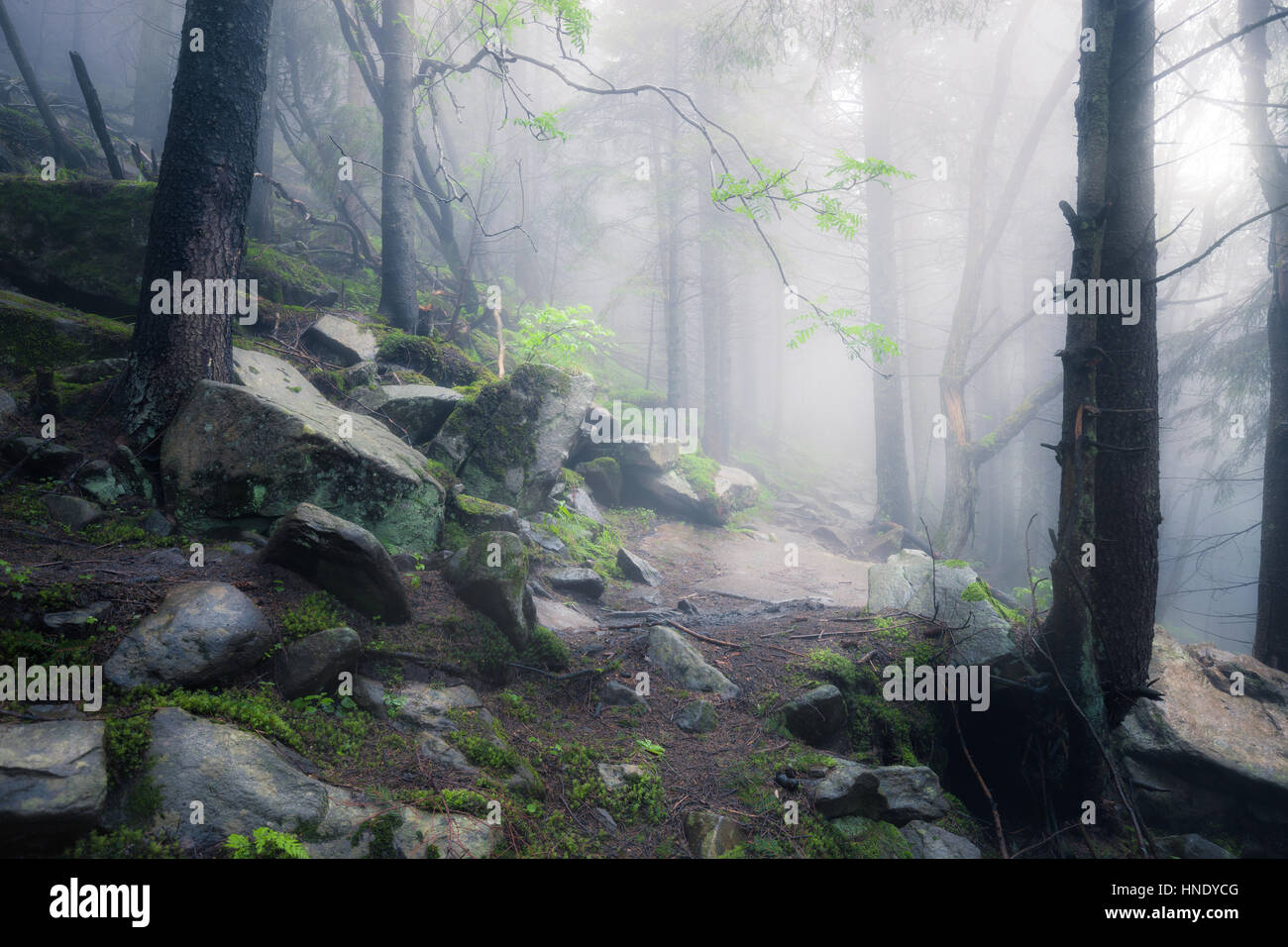 Rocky path through old foggy forest Stock Photo - Alamy