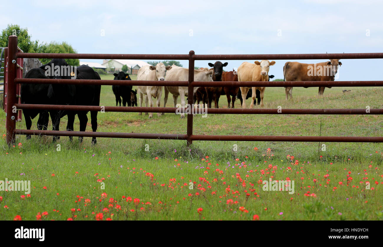 Farming: metal fence for livestock on spring flowered field Stock Photo ...