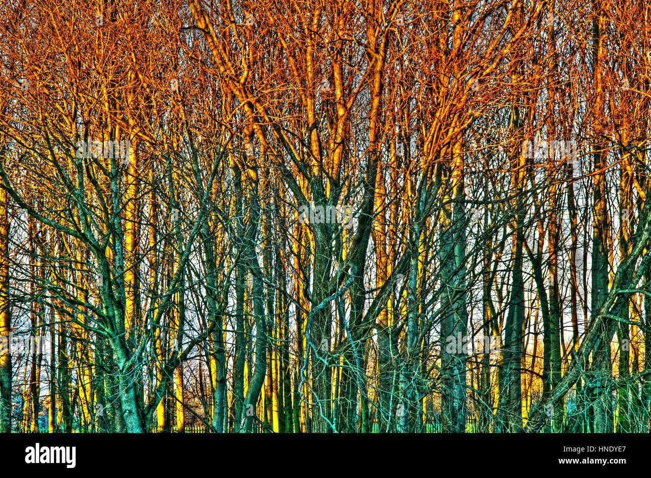 trees in winter sun Stock Photo - Alamy