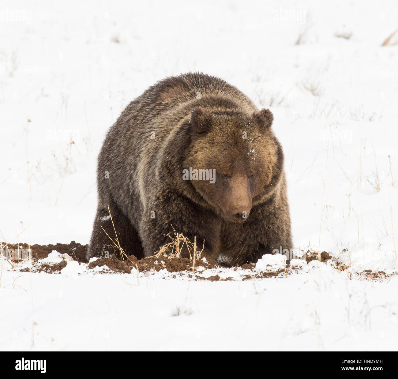 Grizzly bear digging for seeds and tubers with snow Stock Photo - Alamy