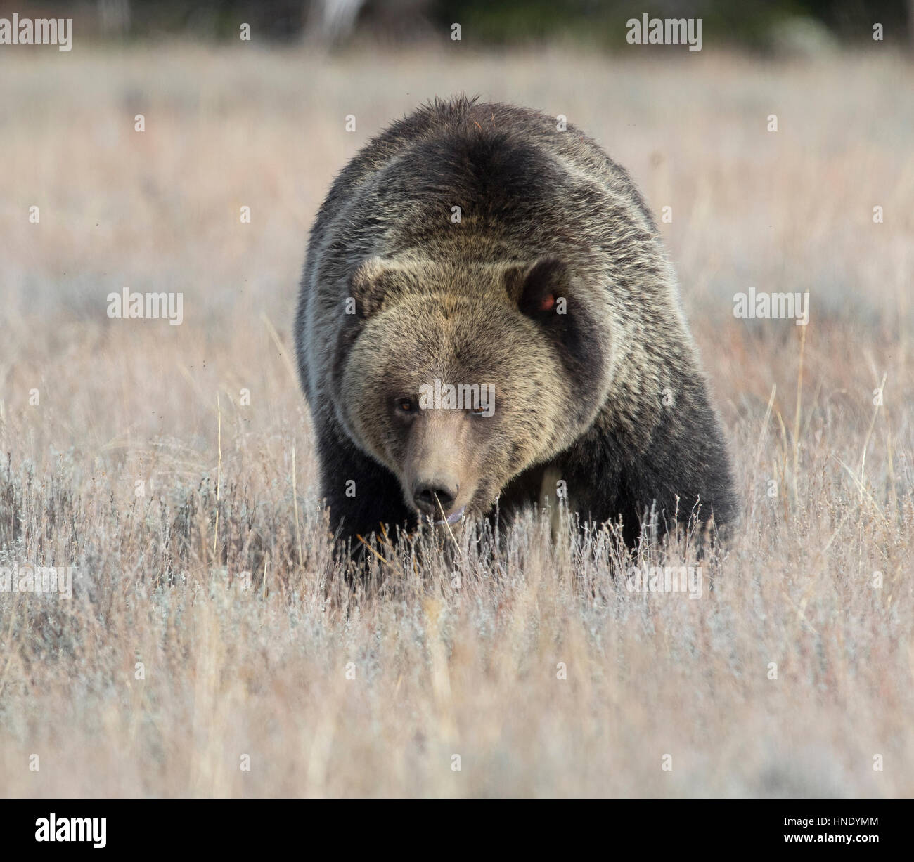 Blonde grizzly bear hi-res stock photography and images - Alamy