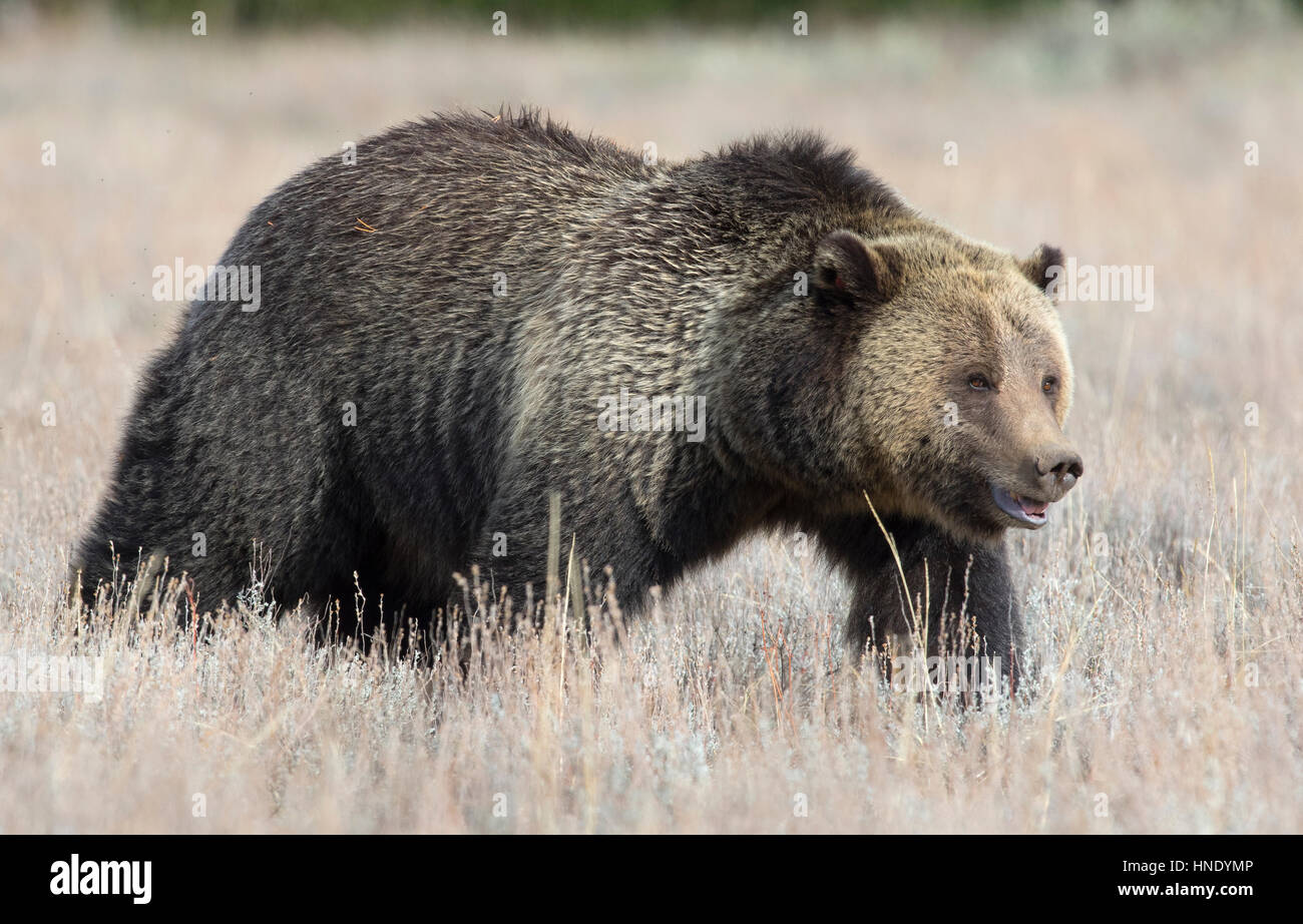 Grizzly bear profile view in deep grass Stock Photo - Alamy