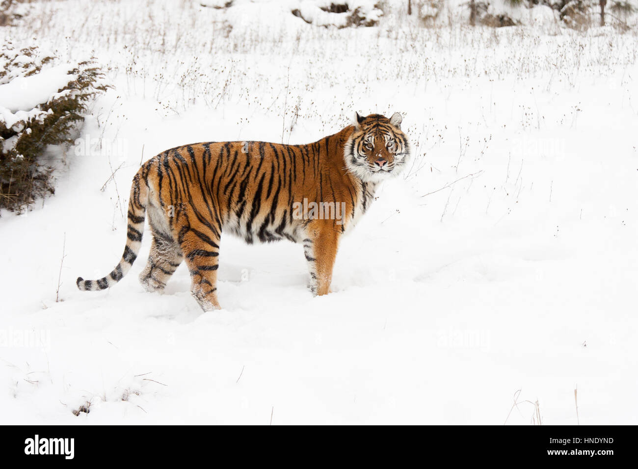 Amur siberian tiger deep snow hi-res stock photography and images - Alamy