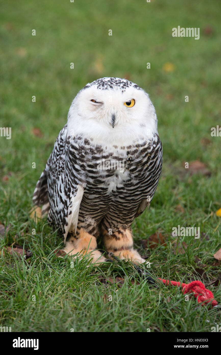 A close up of an owl winking Stock Photo - Alamy