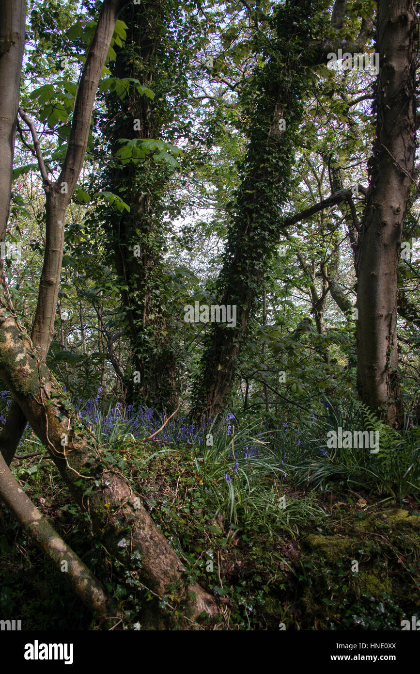 Patch of bluebells in an area of woodland, North Wales Stock Photo - Alamy
