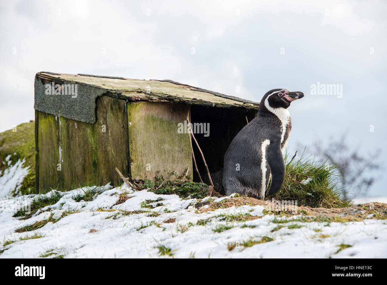 A penguin standing next to its shelter Stock Photo - Alamy