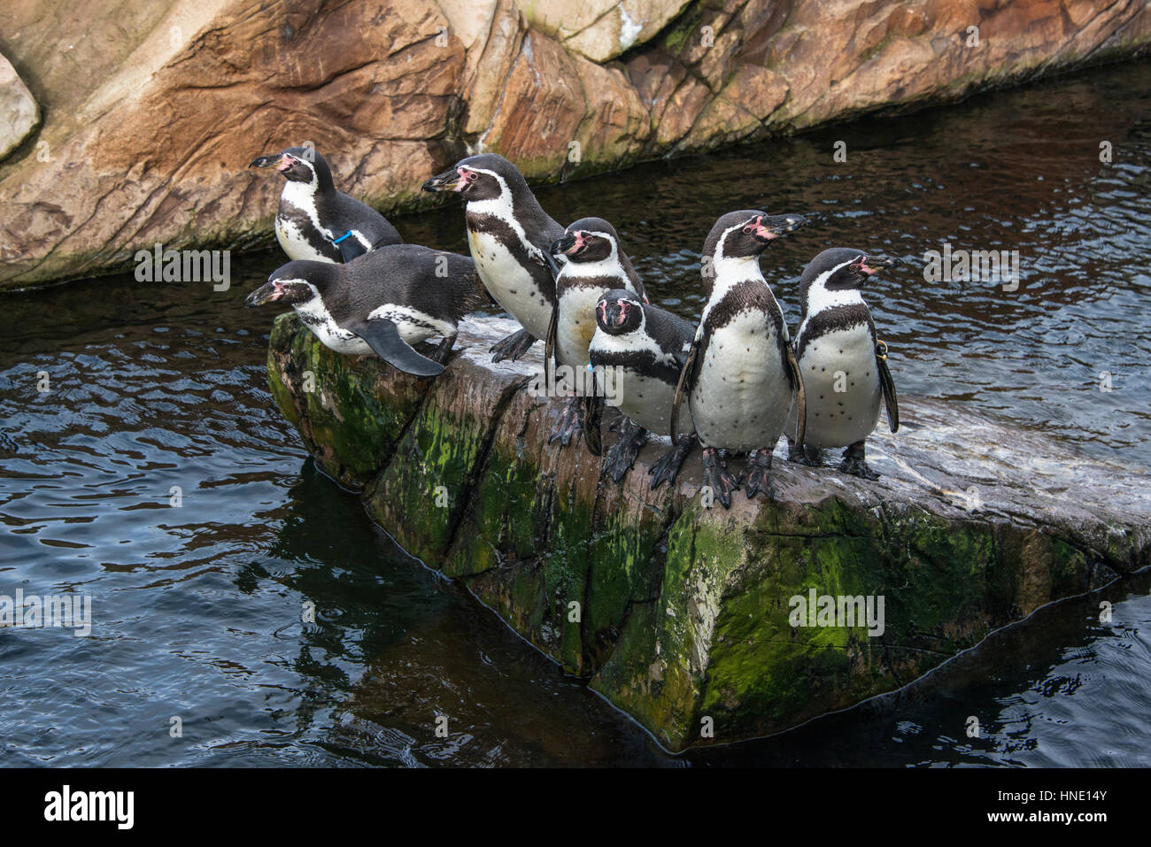 Penguins on a rock hi-res stock photography and images - Alamy