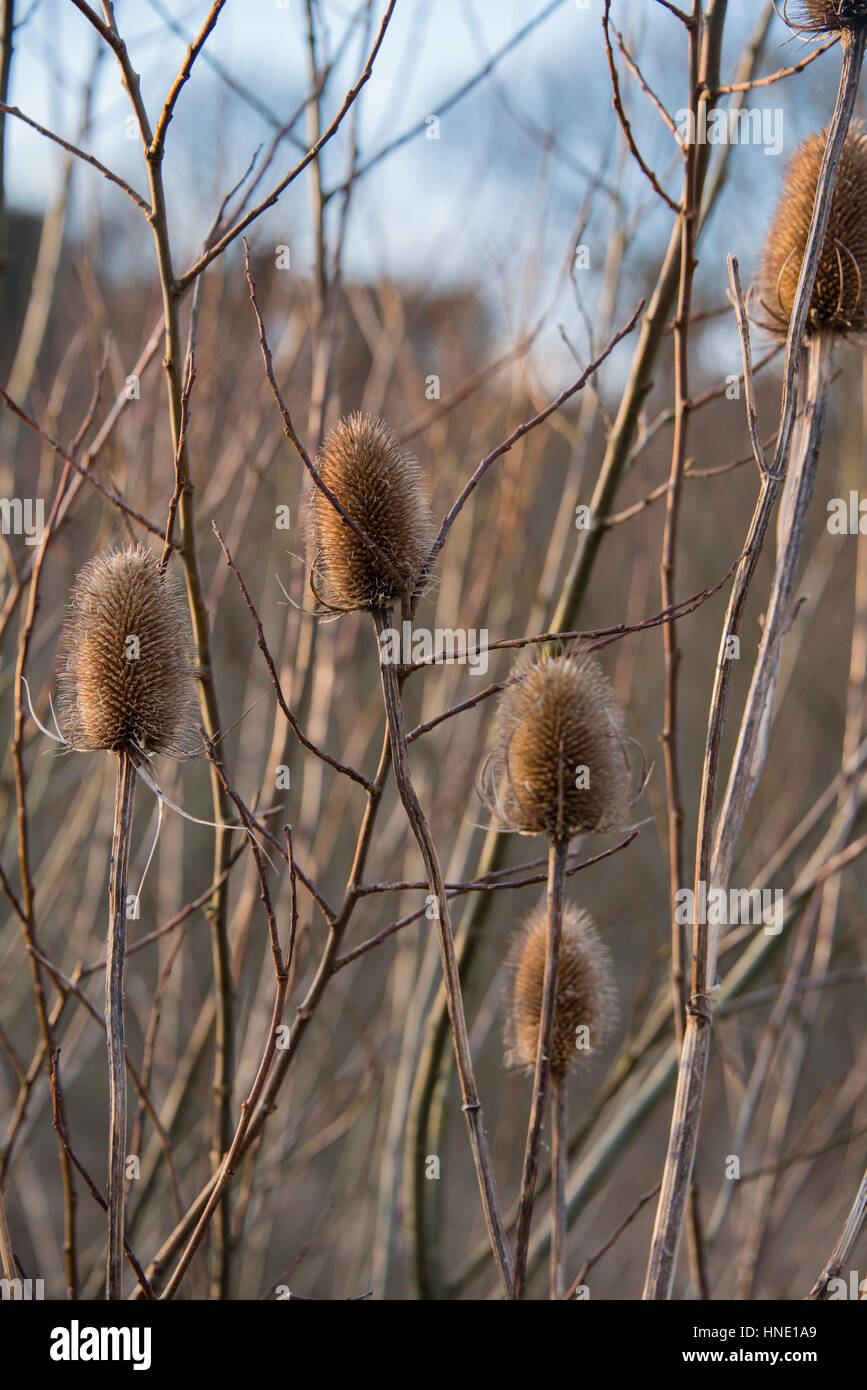Dried up teasel plants in woodland in Wales, UK Stock Photo - Alamy