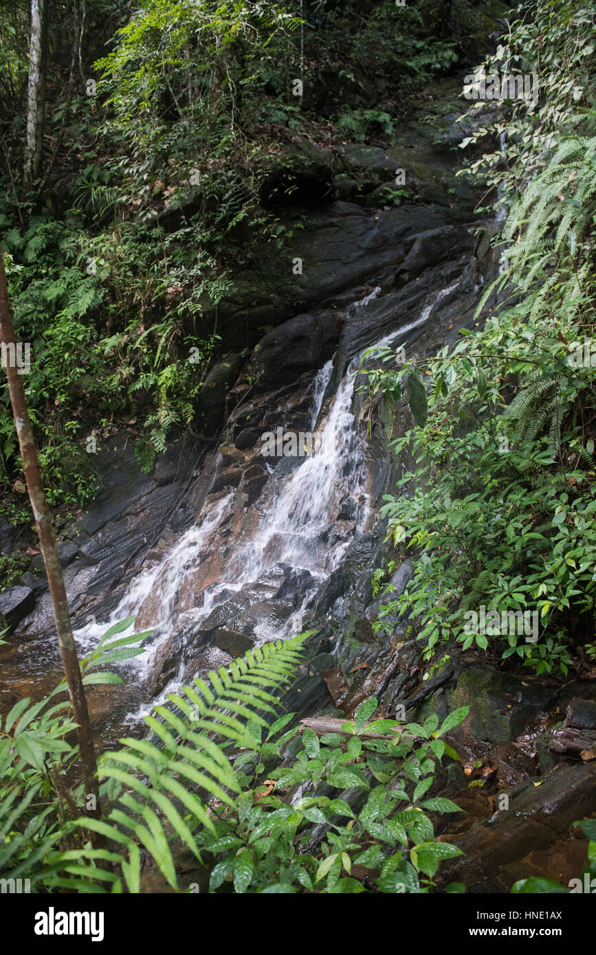 Sinharaja waterfall hi-res stock photography and images - Alamy