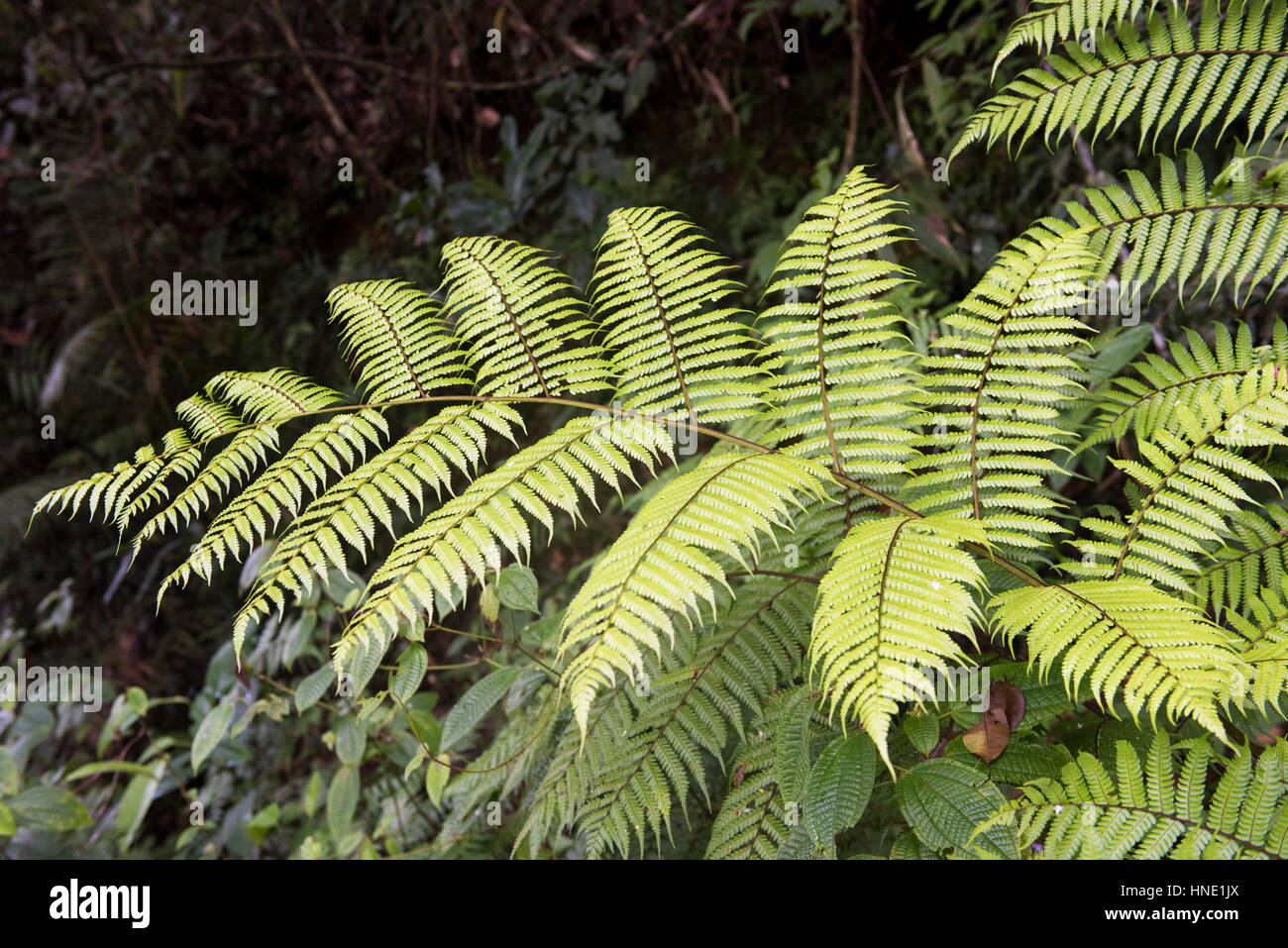 Fern, Sinharaja Forest Reserve, Sri Lanka Stock Photo - Alamy