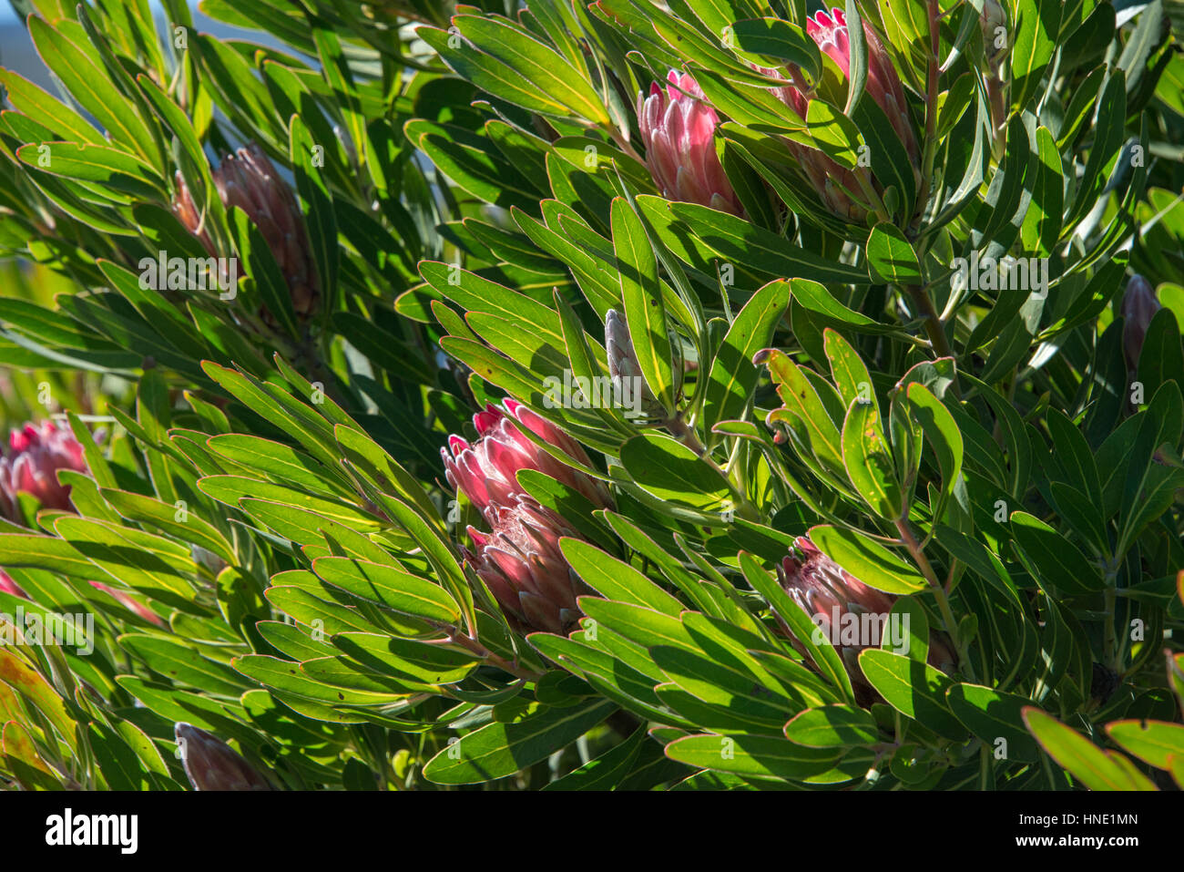 A king protea Protea cynaroides in Hermanus, South Africa Stock Photo ...