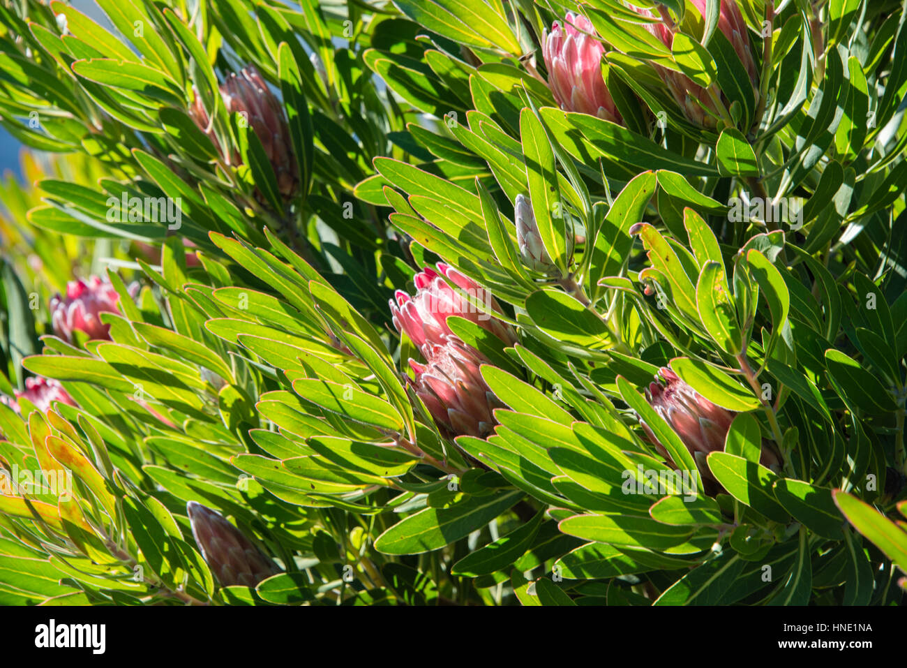 A king protea Protea cynaroides in Hermanus, South Africa Stock Photo ...
