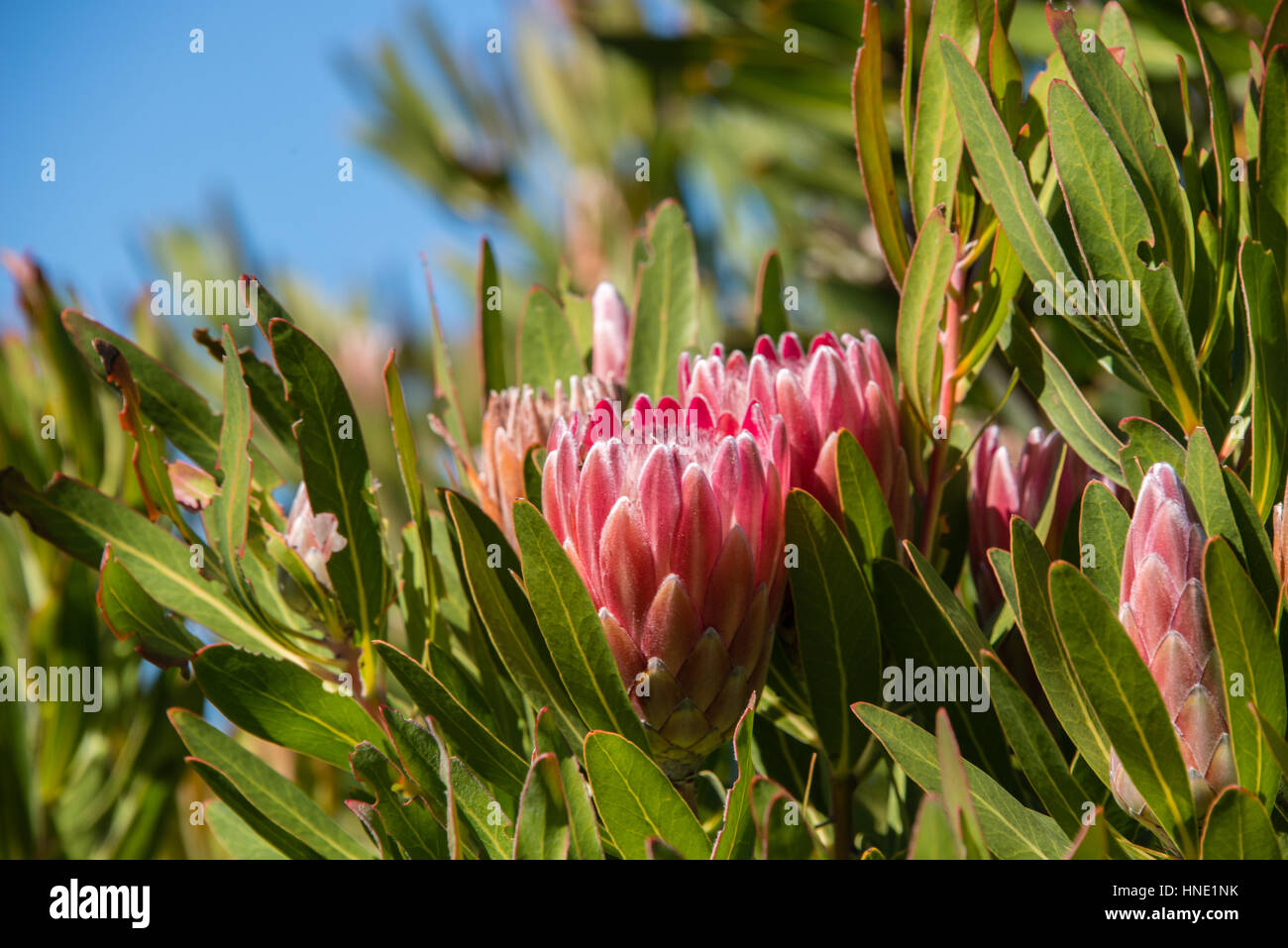 A king protea Protea cynaroides in Hermanus, South Africa Stock Photo ...