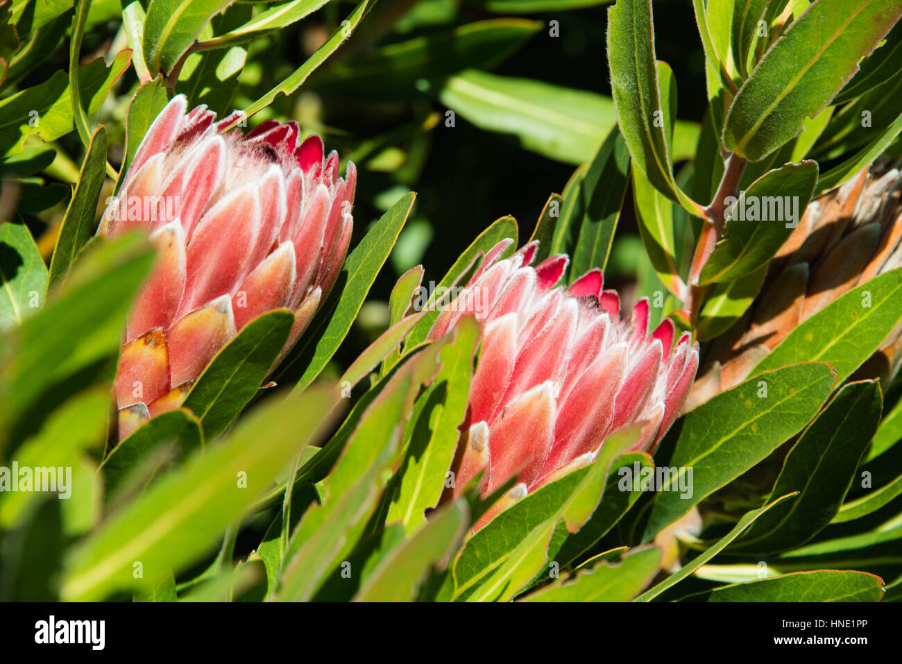 A king protea Protea cynaroides in Hermanus, South Africa Stock Photo ...