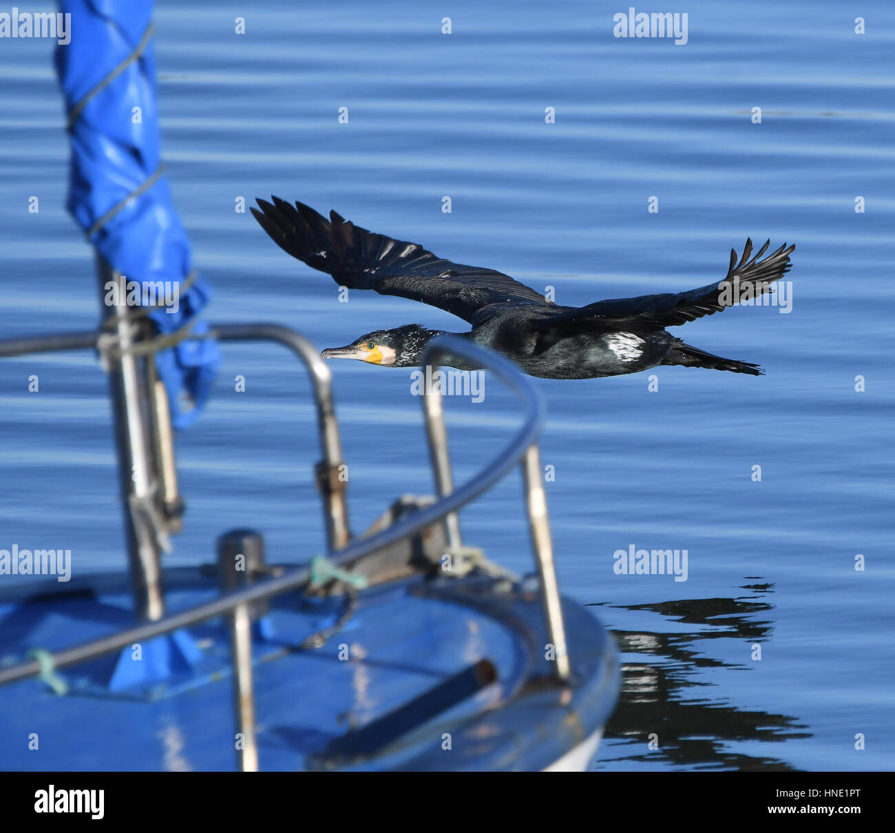 Fishing cormoran hi-res stock photography and images - Alamy