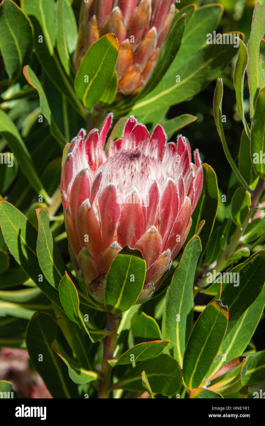 Purple Protea High Resolution Stock Photography and Images - Alamy