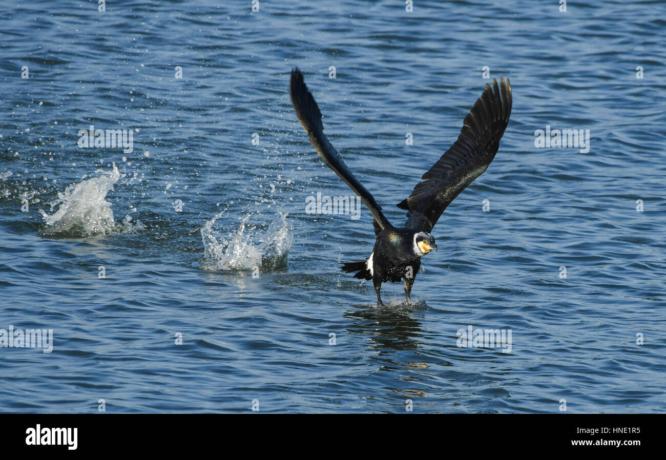 Cormorant birds in flight hi-res stock photography and images - Alamy