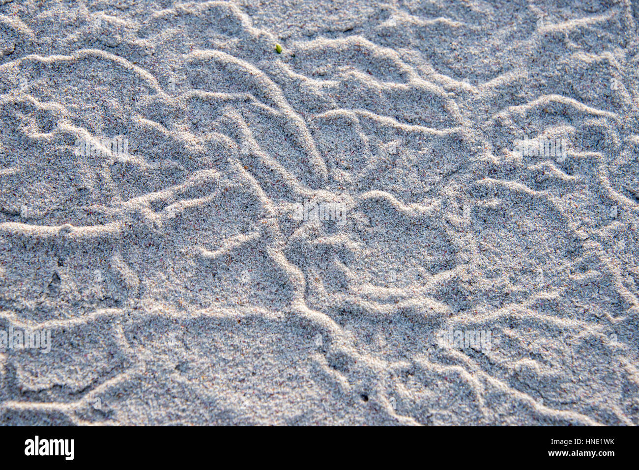 Beetle trail sand hi-res stock photography and images - Alamy