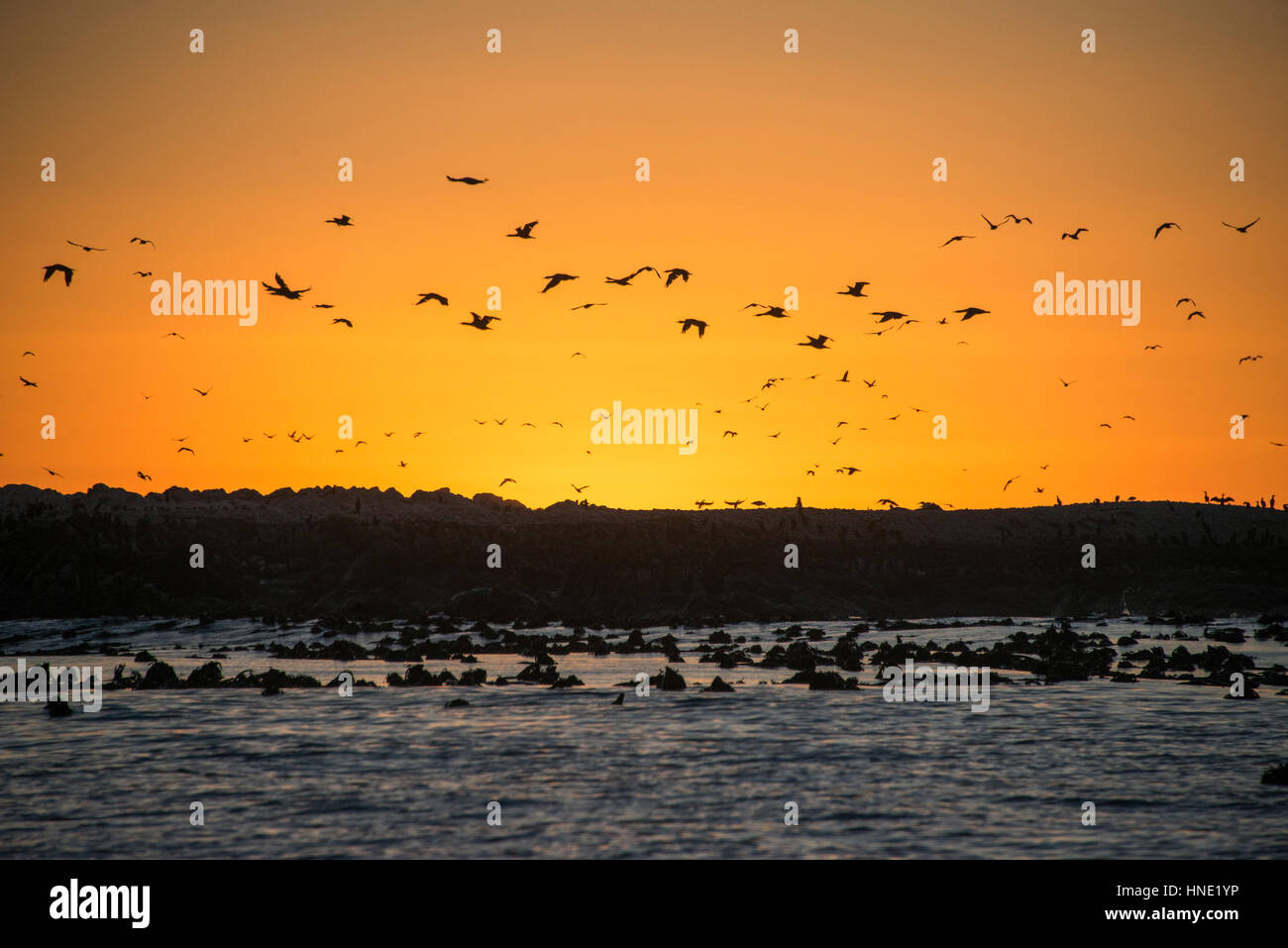 Dyer island hi-res stock photography and images - Alamy
