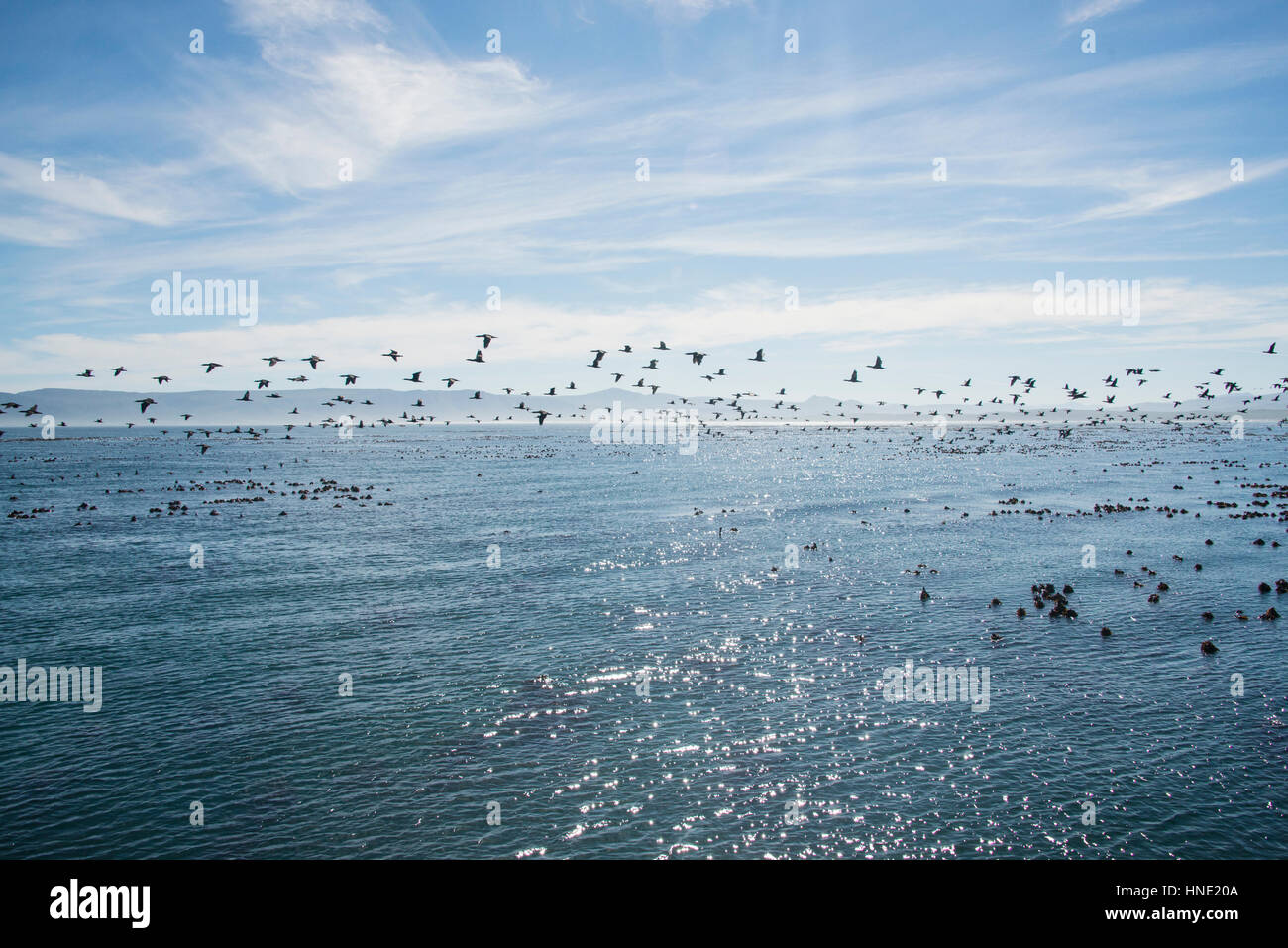 Shorebirds fly over beach hi-res stock photography and images - Alamy