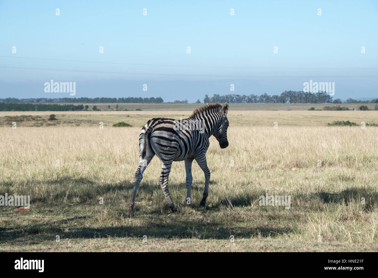 A young zebra walking across a plain, South Africa Stock Photo - Alamy