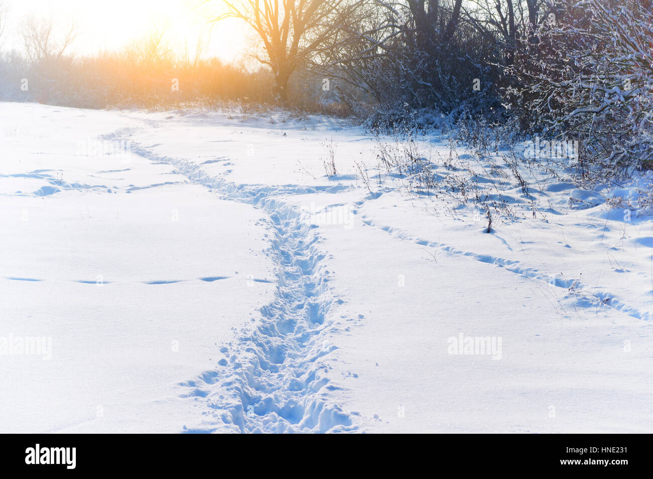 a path in the snow on the field at sunrise Stock Photo - Alamy