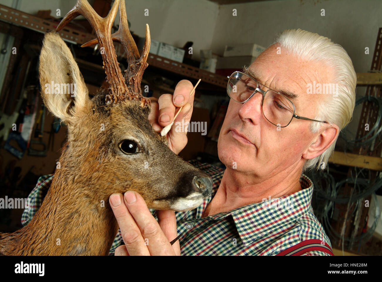 Taxidermist taxidermy hi-res stock photography and images - Alamy