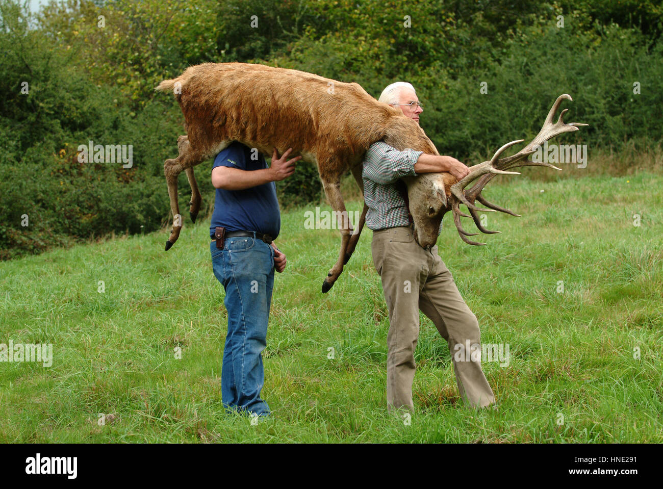 Animals stuffed mounted hi-res stock photography and images - Alamy
