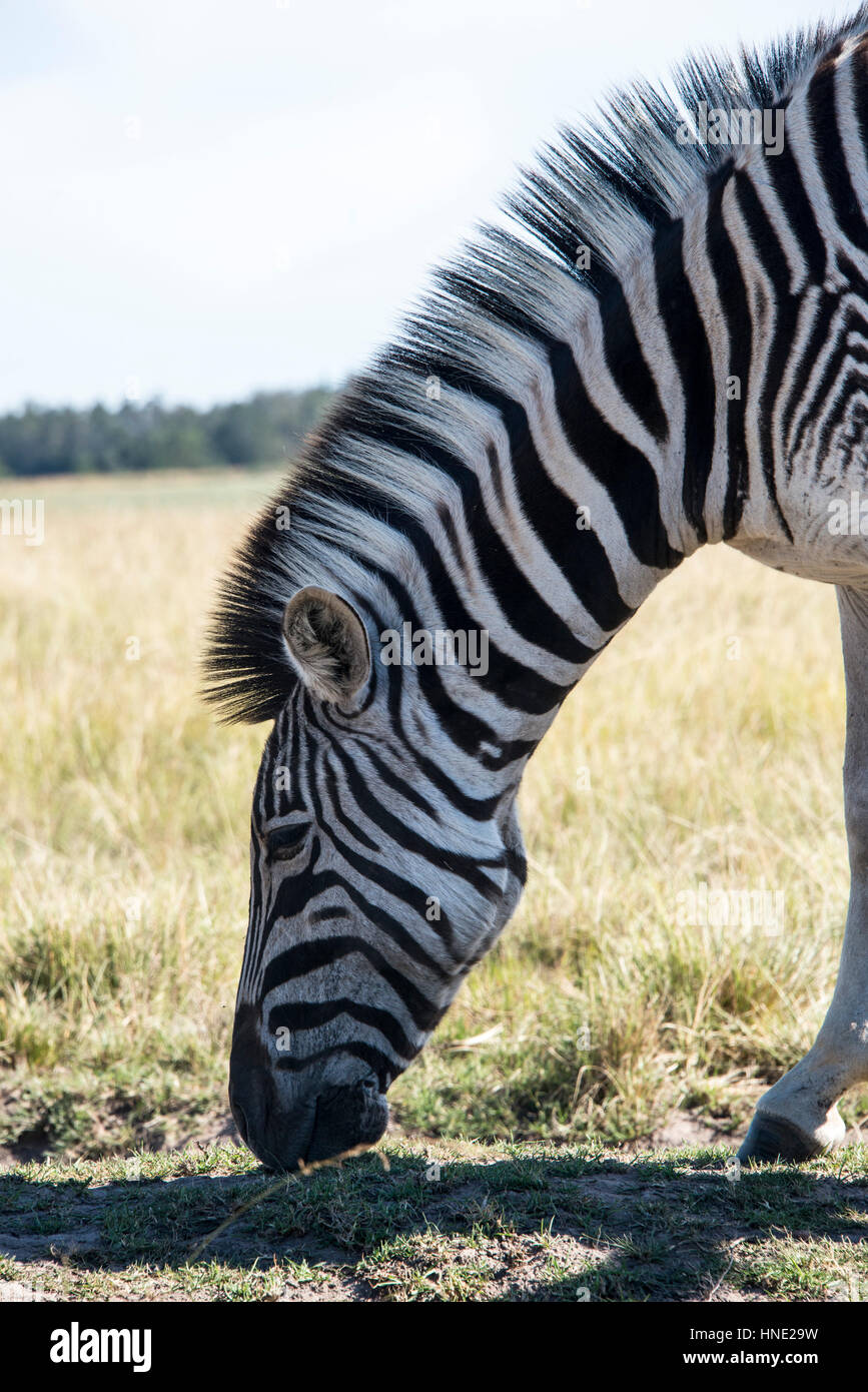 A zebra eating, South Africa Stock Photo - Alamy