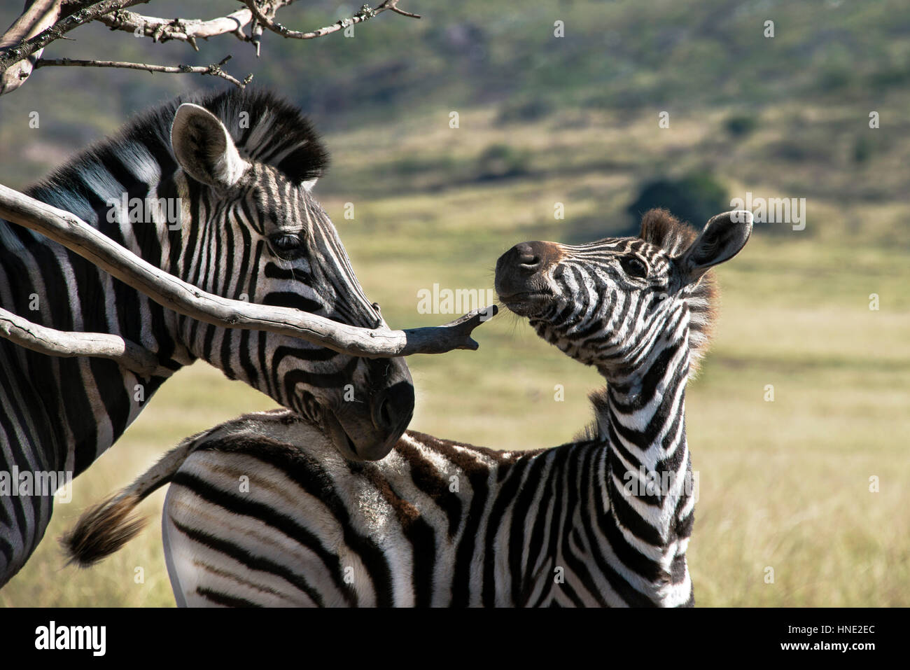 Close up of a baby zebra scratching on a branch Stock Photo - Alamy