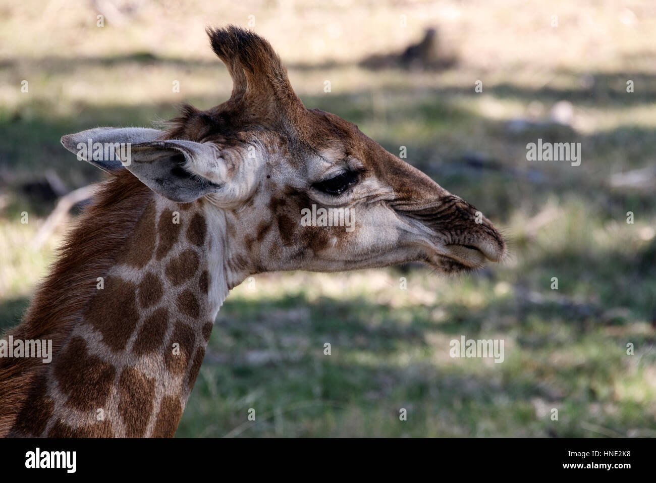 Giraffes face hi-res stock photography and images - Alamy